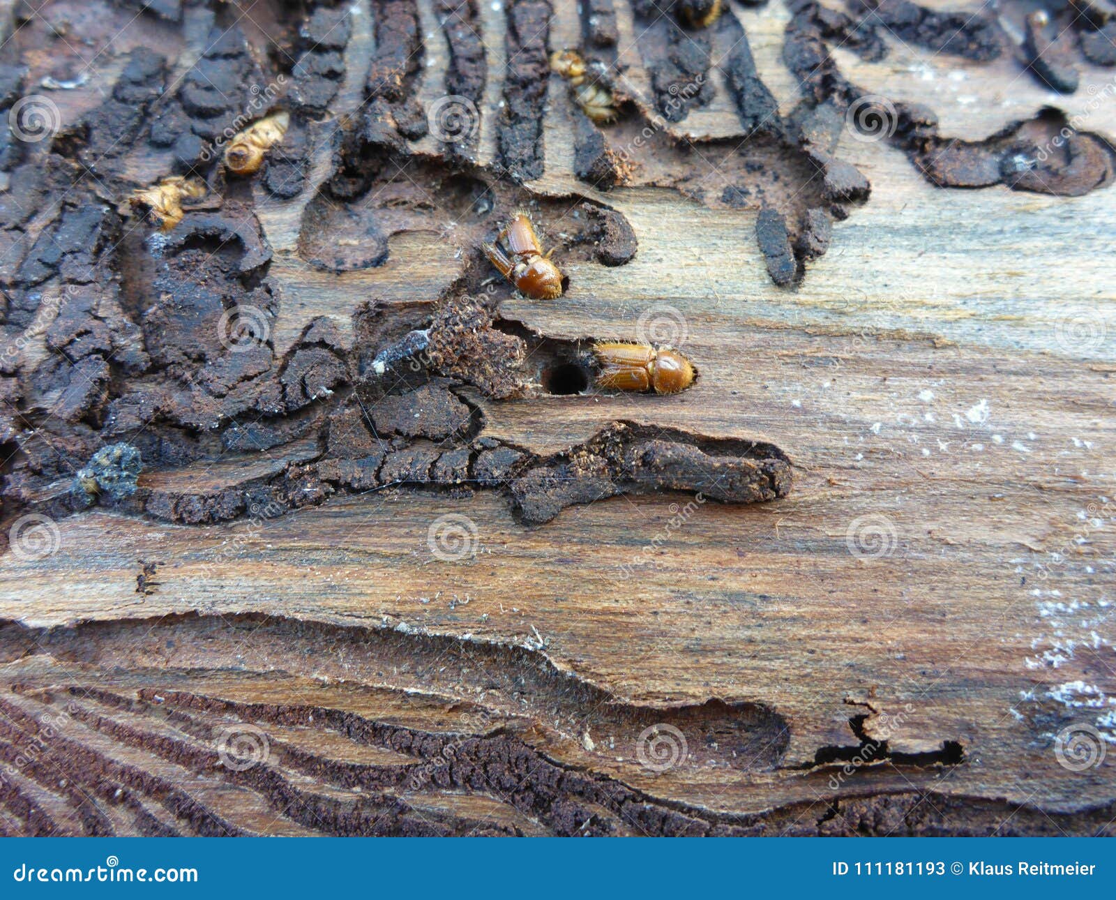 Spruce Bark with Bark Beetles Stock Image - Image of insect, insects ...
