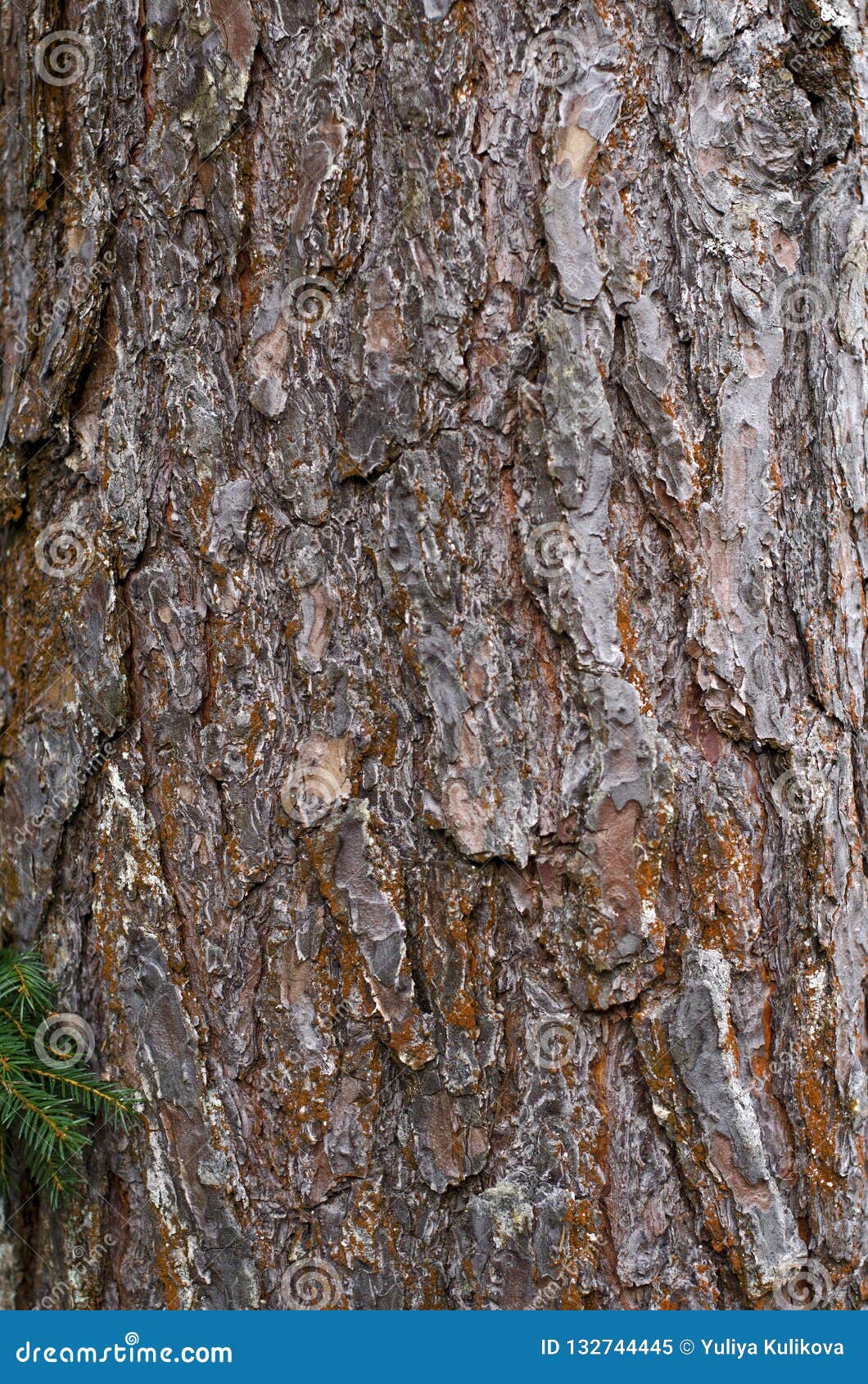 Spruce bark. Close up. stock image. Image of textured - 132744445