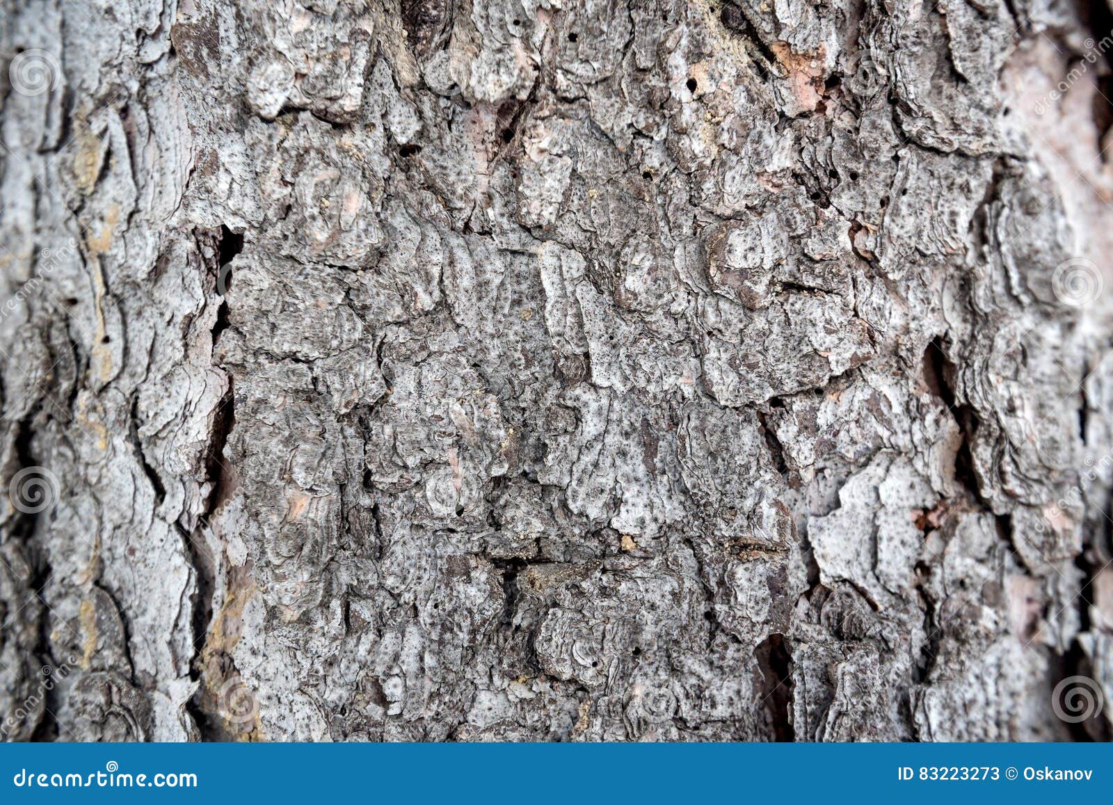 Spruce bark macro stock image. Image of antique, protection - 83223273