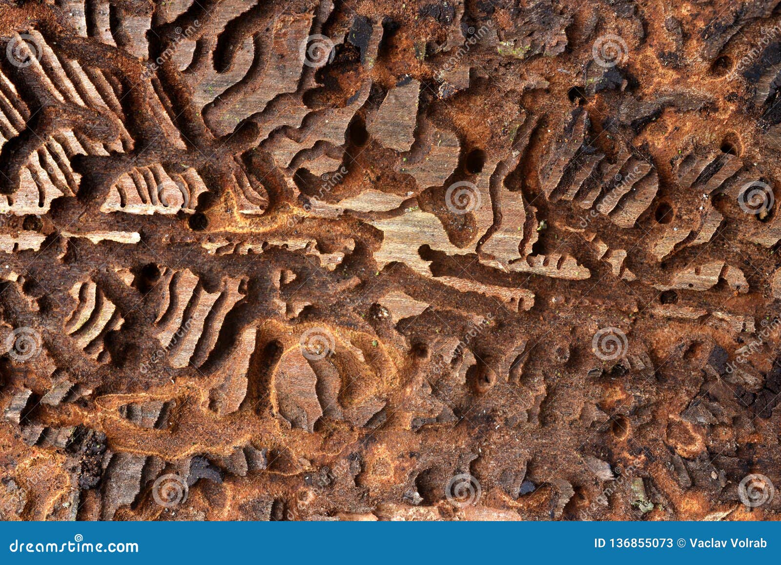 Spruce Bark with Pattern from Bark Beetles. Stock Image - Image of ...