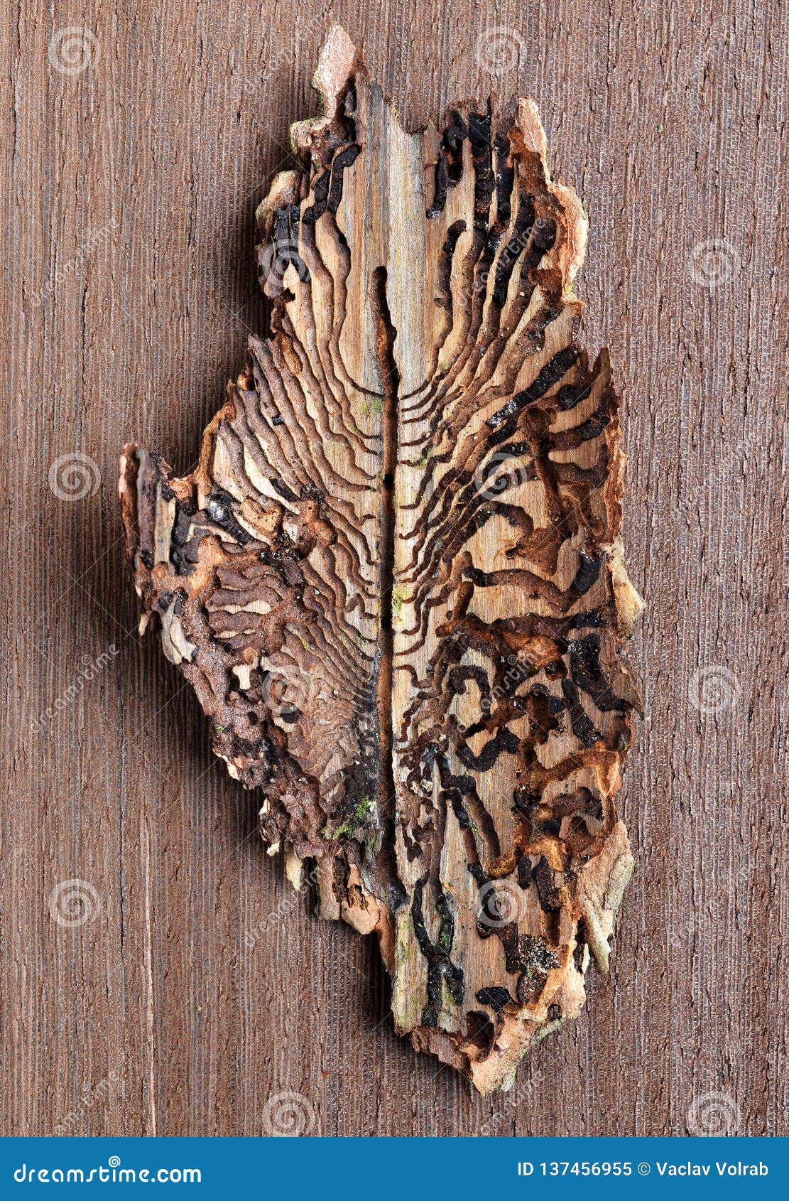 Spruce Bark with Pattern from Bark Beetles. Stock Image - Image of wood ...