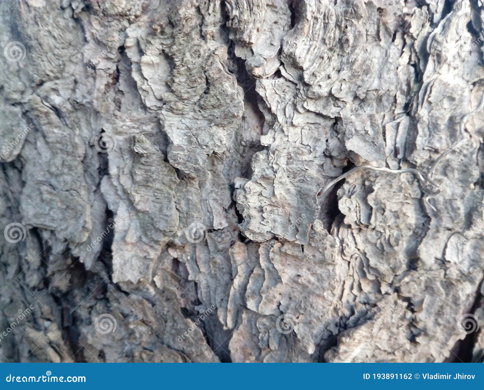 Spruce bark surface stock photo. Image of bark, spruce - 193891162