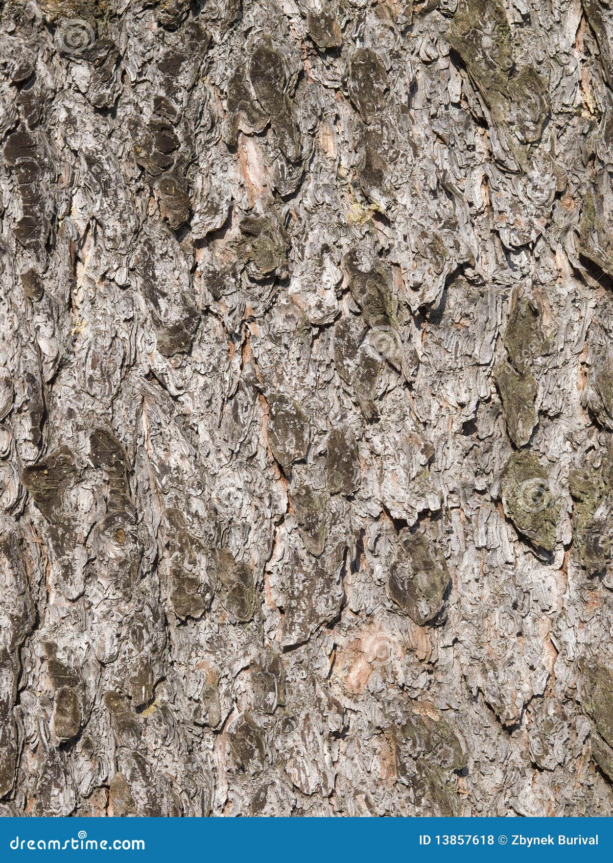 Spruce bark texture stock photo. Image of surface, wood - 13857618