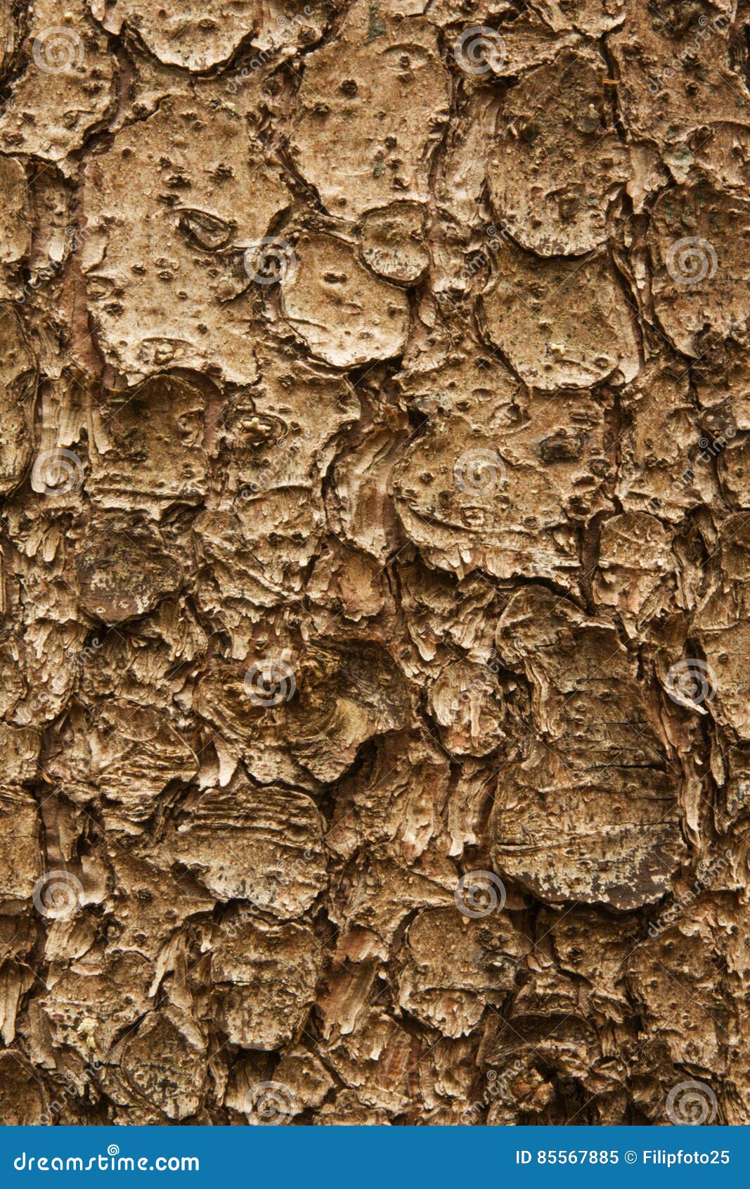 Spruce bark stock image. Image of tree, ecology, growth - 85567885