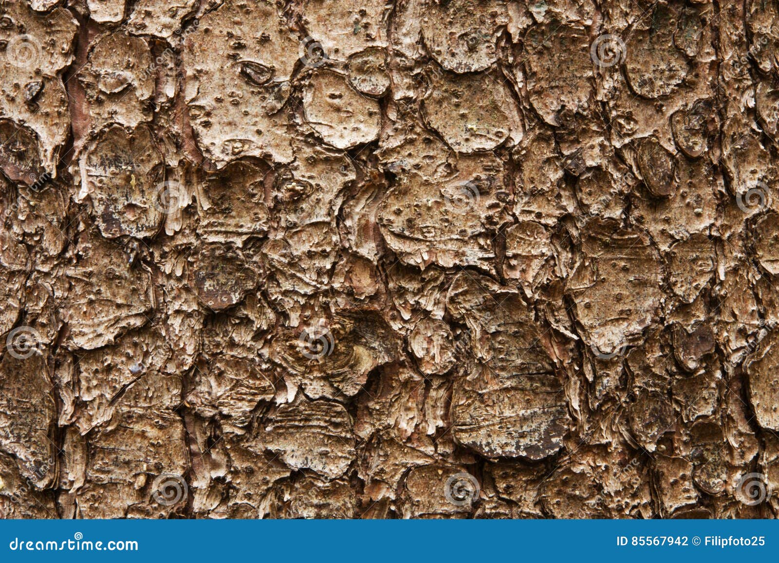 Spruce bark stock photo. Image of texture, plant, bark - 85567942