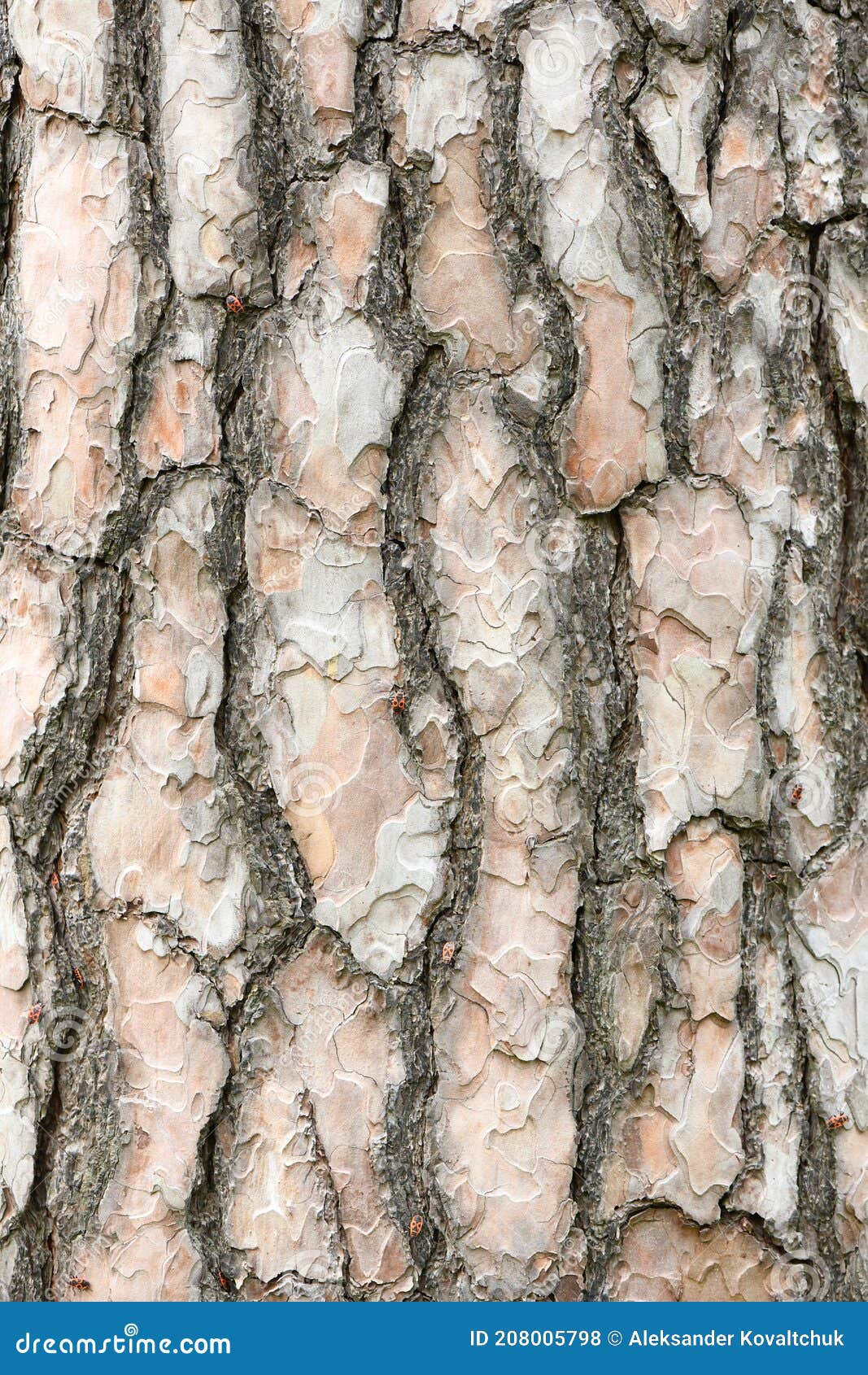 Spruce Bark Texture. High Resolution Photo Stock Photo - Image of ...