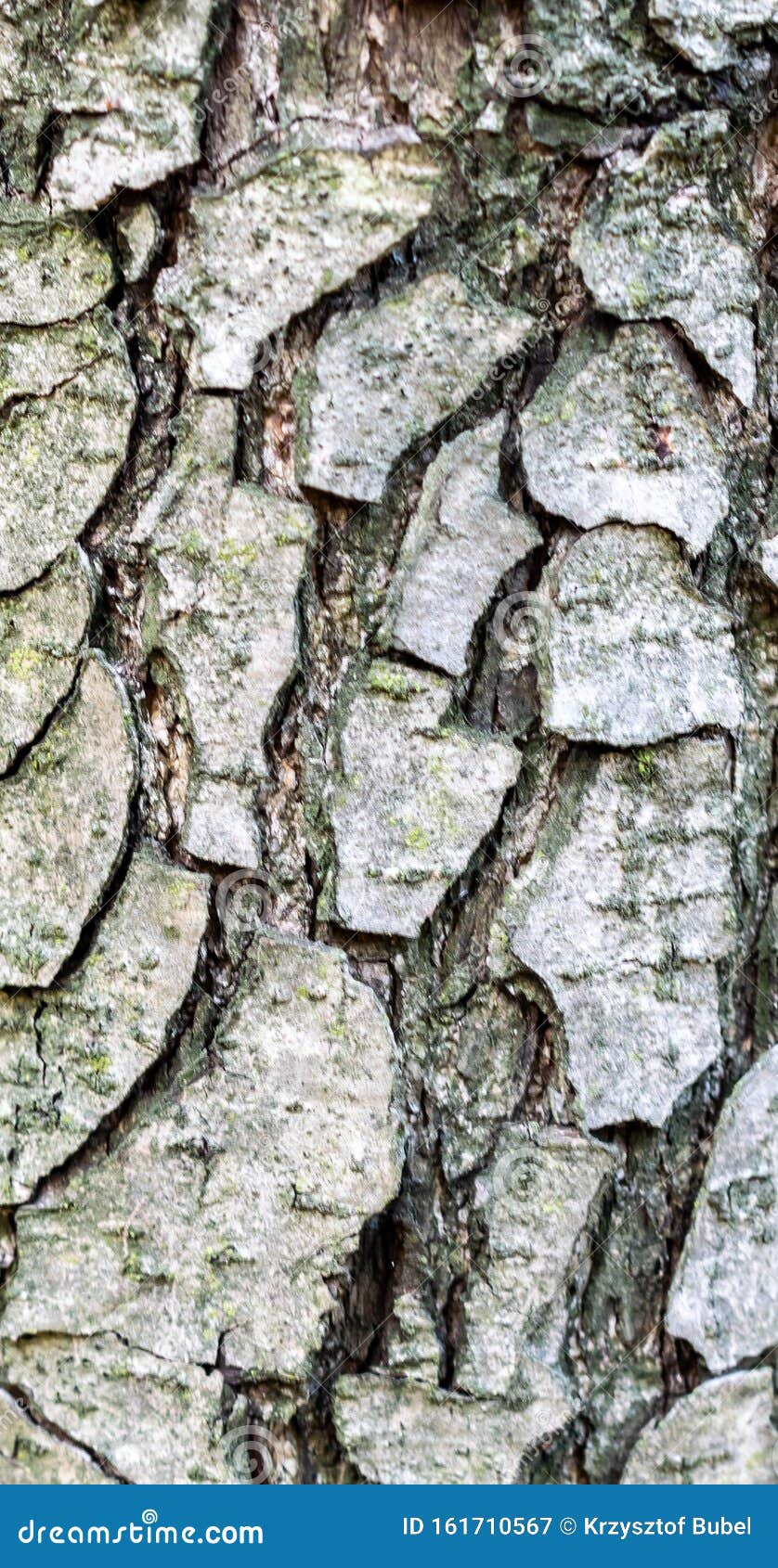 Spruce Bark Texture. Macro Photo Stock Image - Image of trunk, closeup ...