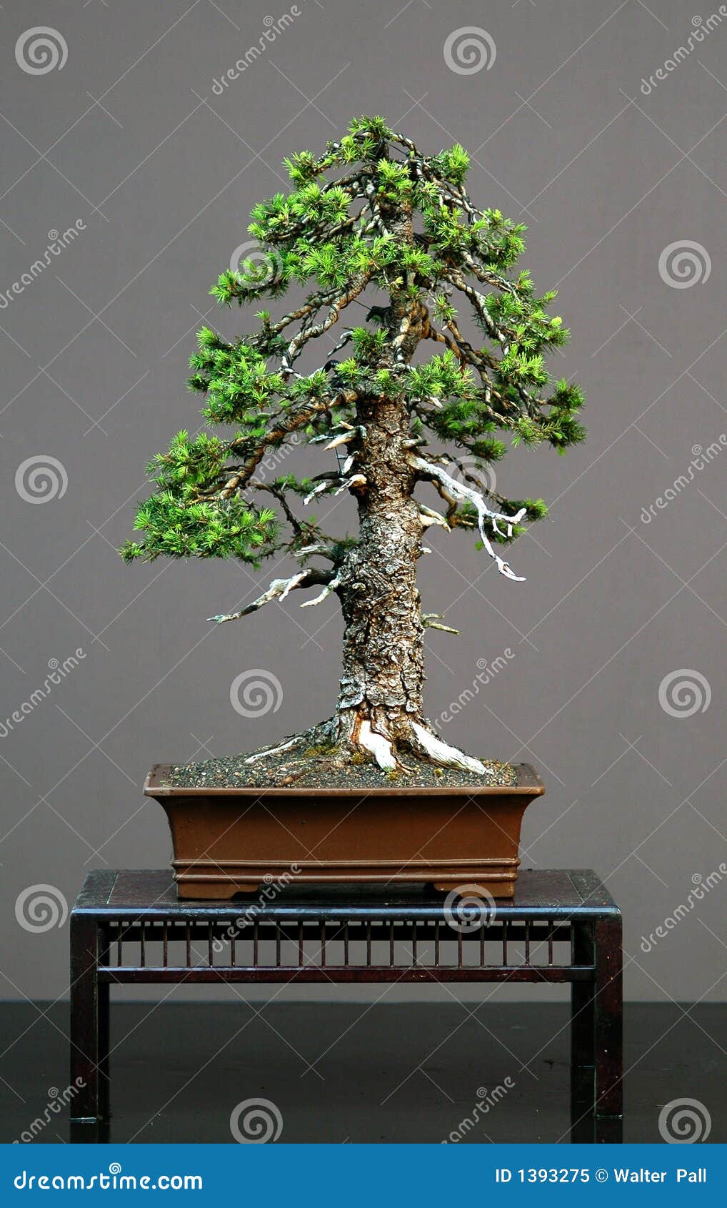 Spruce bonsai stock image. Image of nature, picea, conifer - 1393275
