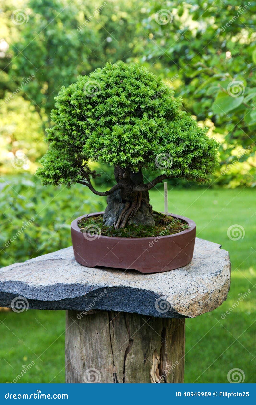 Spruce bonsai stock image. Image of japanese, vertical - 40949989