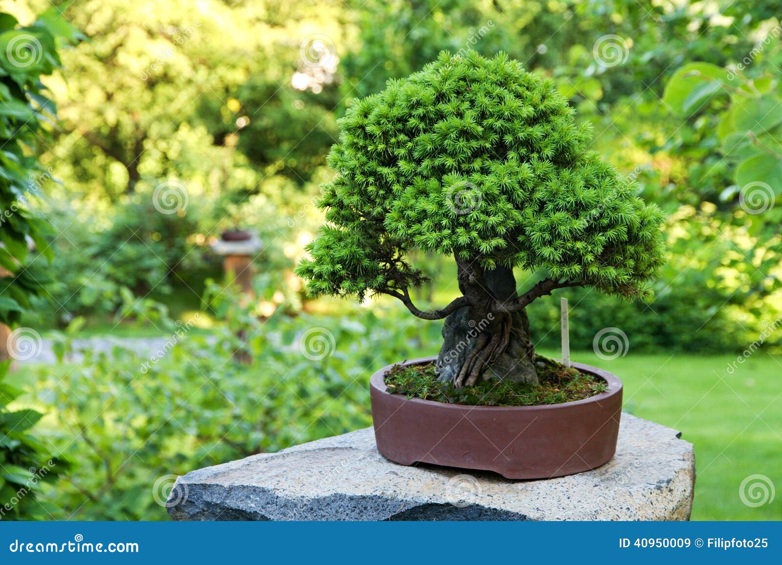 Spruce bonsai stock image. Image of miniature, spruce - 40950009