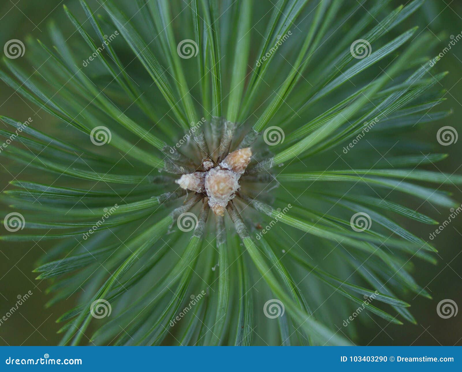 Spruce.Bough of a tree stock photo. Image of front, shotbough - 103403290