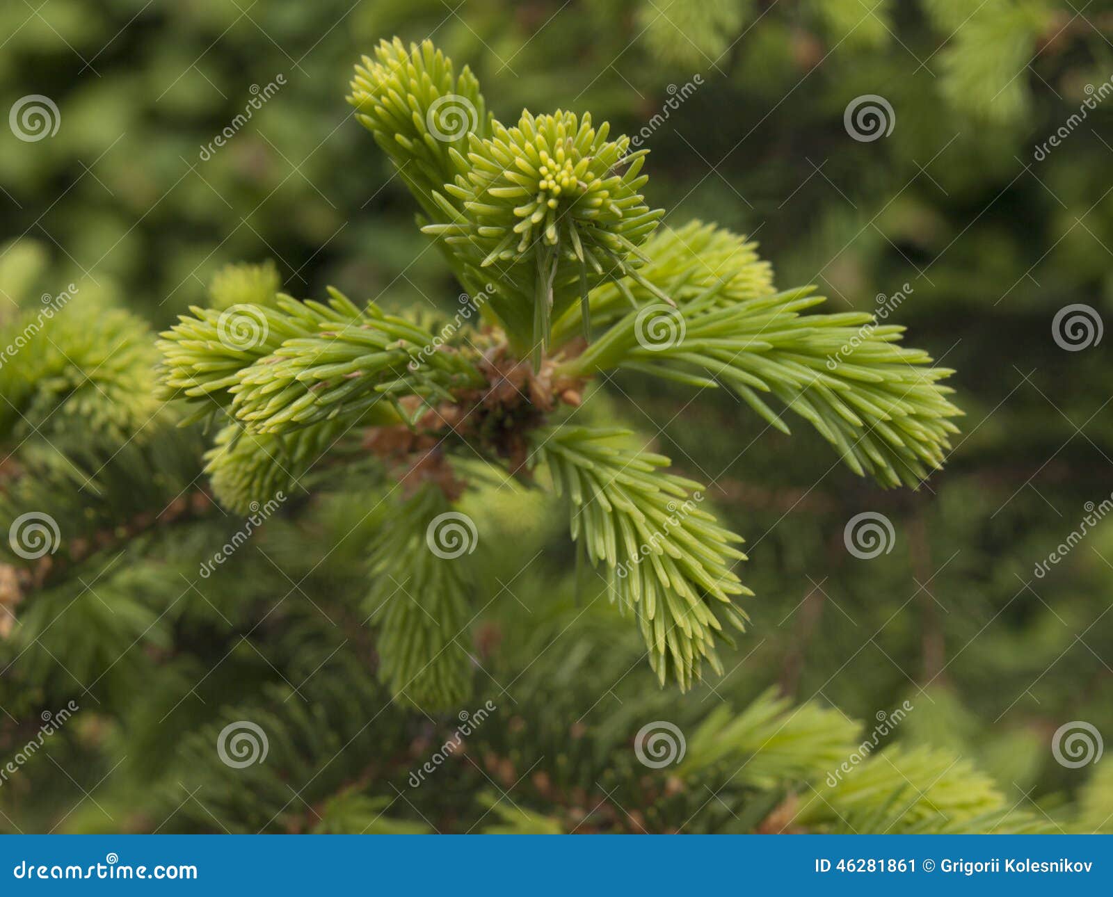 Spruce boughs stock image. Image of park, branchs, branch - 46281861