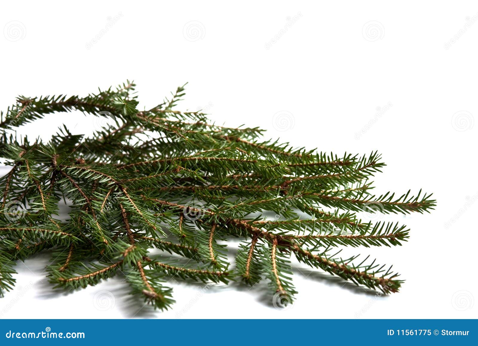 Spruce branch stock image. Image of spruce, decoration - 11561775