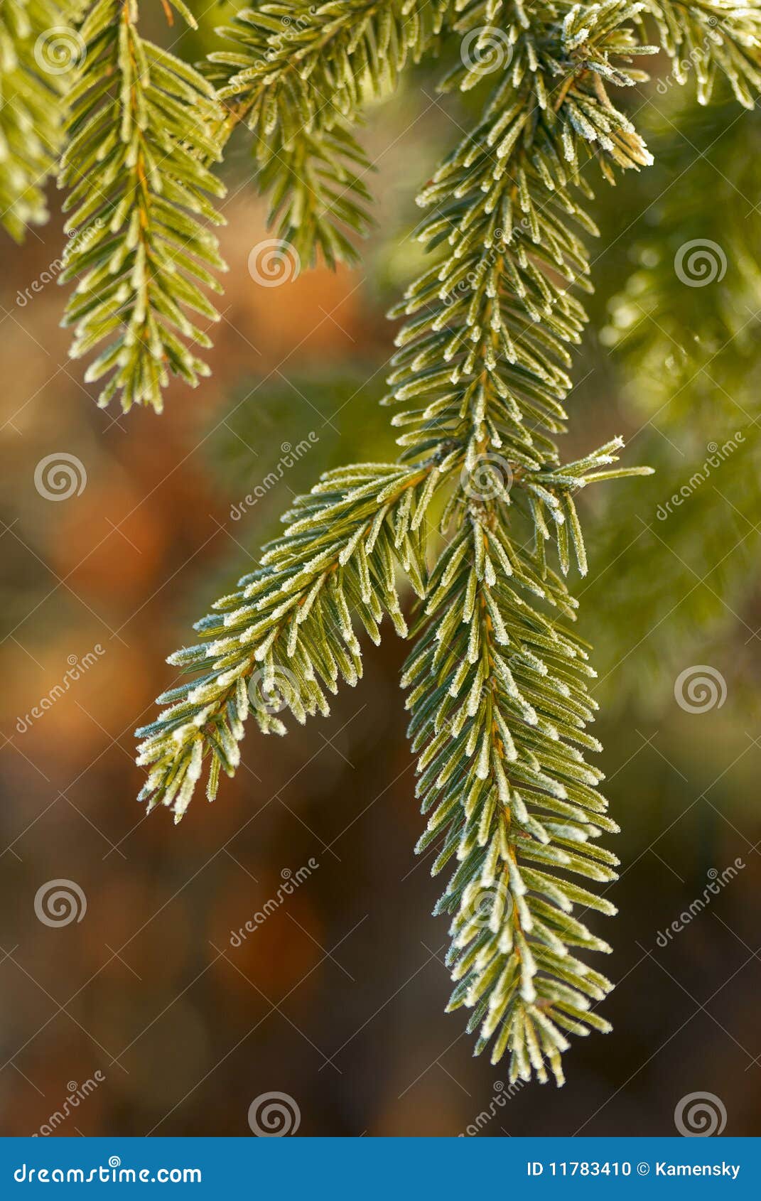 Spruce branch stock photo. Image of macro, leaf, coniferous - 11783410