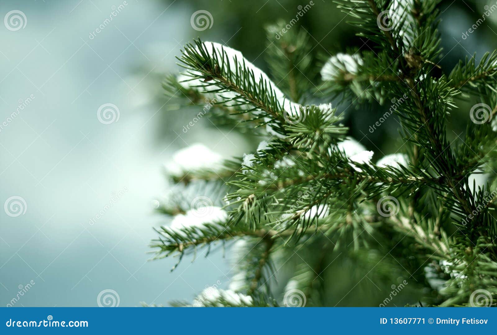 Spruce branch stock image. Image of tree, frozen, backgrounds - 13607771