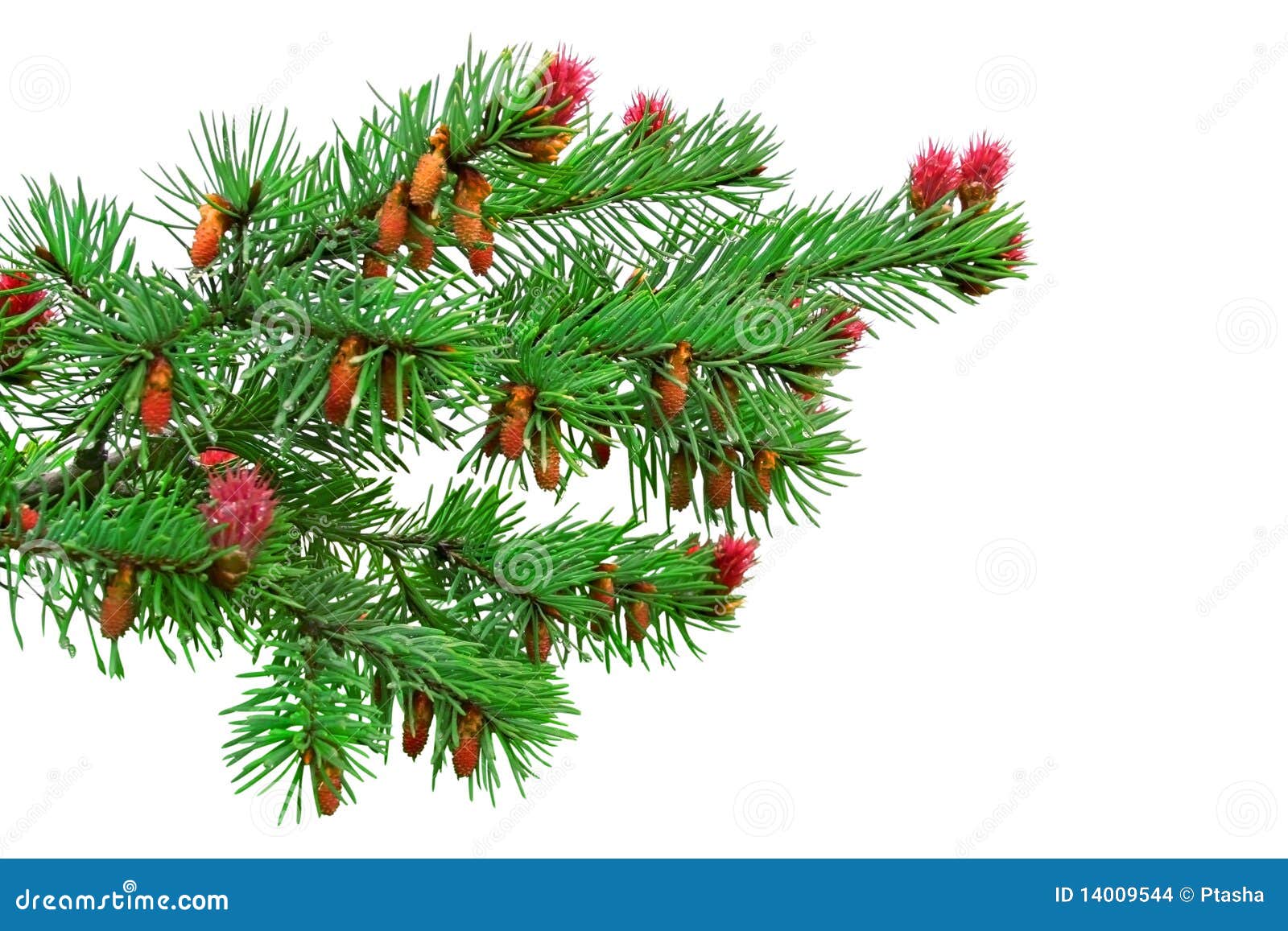 Spruce branch stock photo. Image of nature, spruce, pine - 14009544