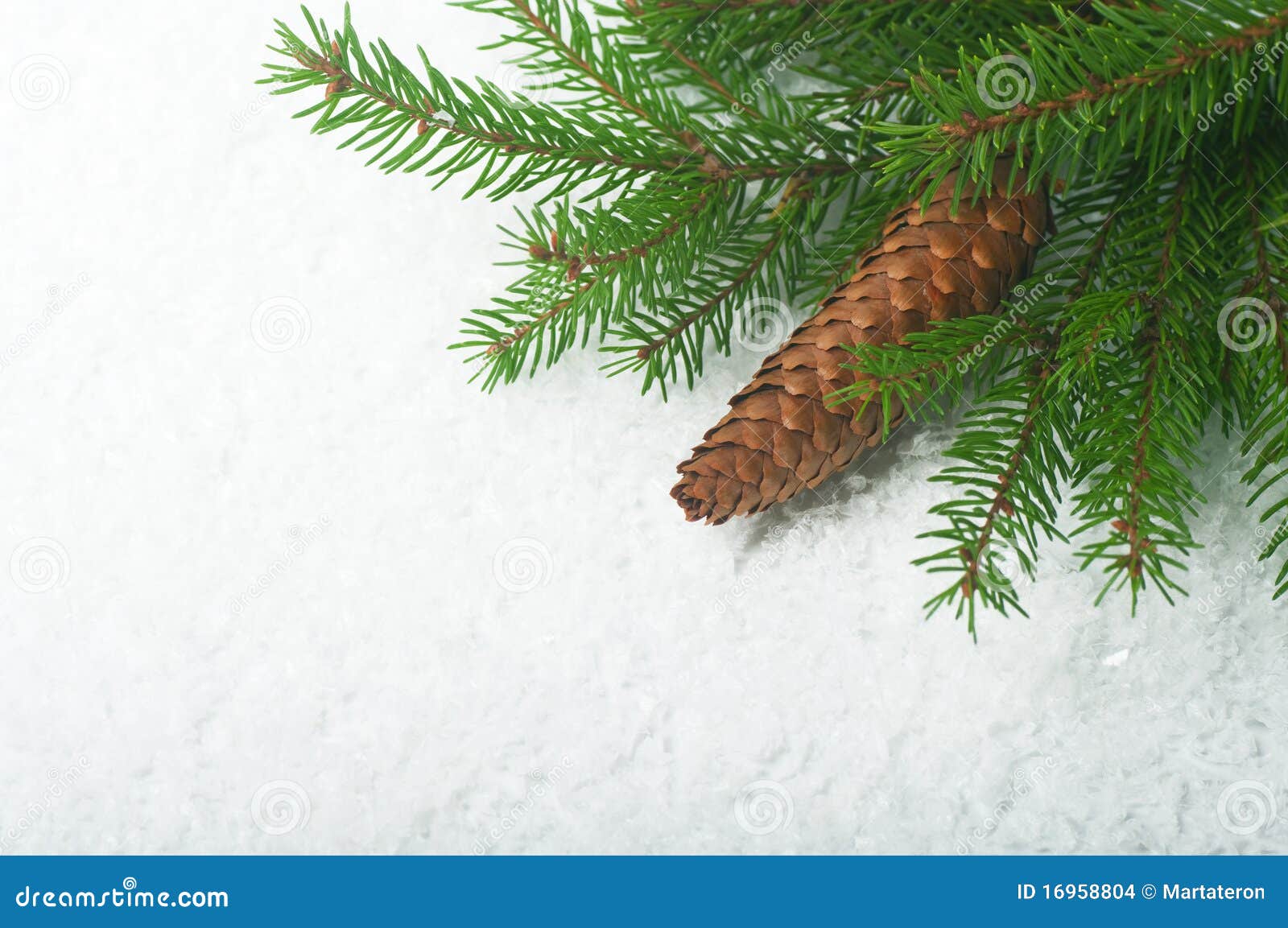 Spruce branch stock photo. Image of december, spruce - 16958804