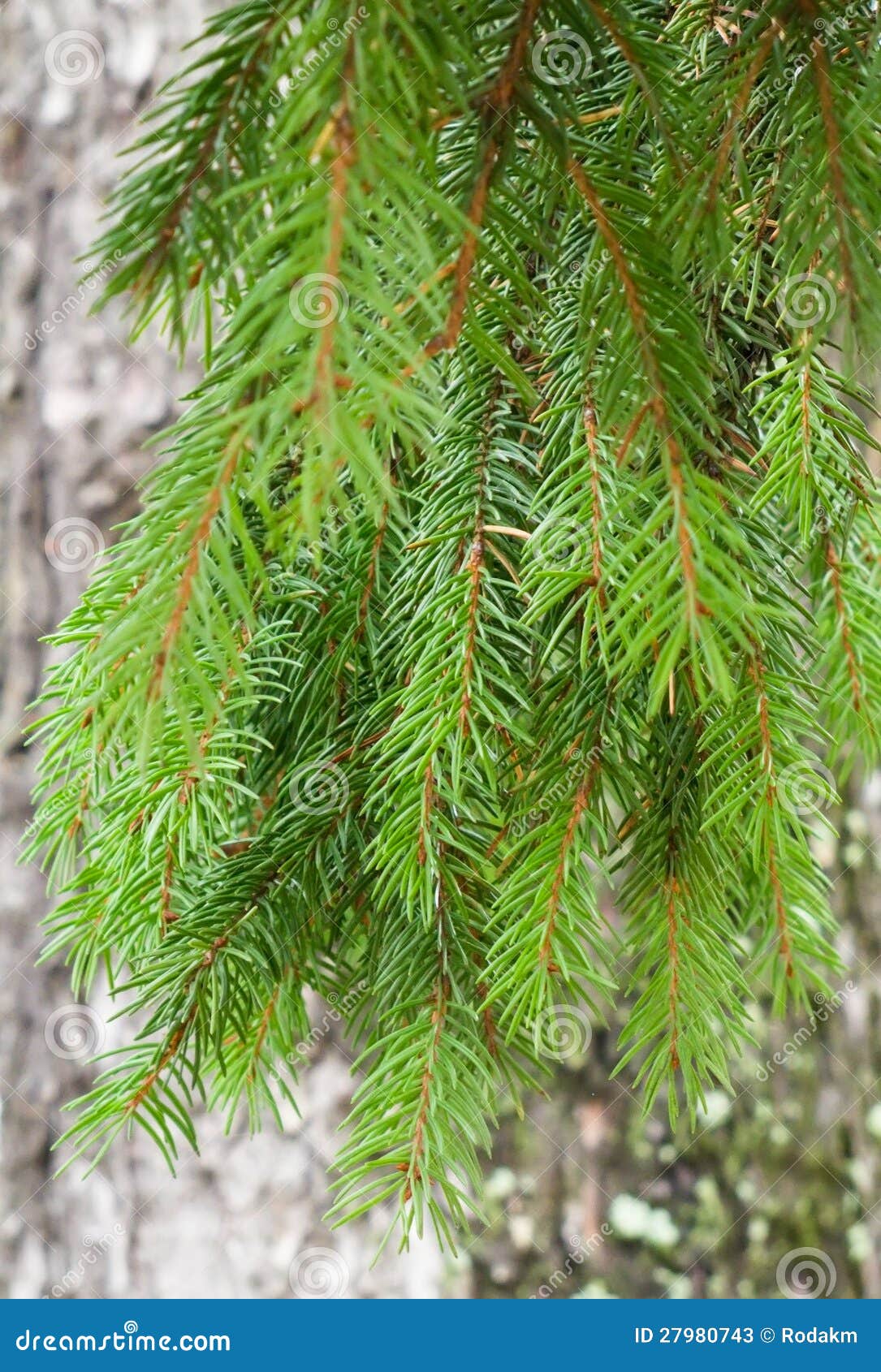 Spruce branch stock image. Image of needles, winter, congratulation ...