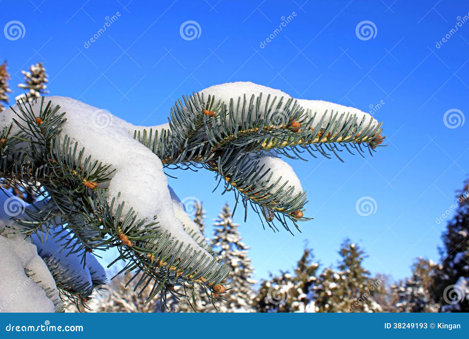 Spruce branch stock image. Image of frost, blue, botanical - 38249193