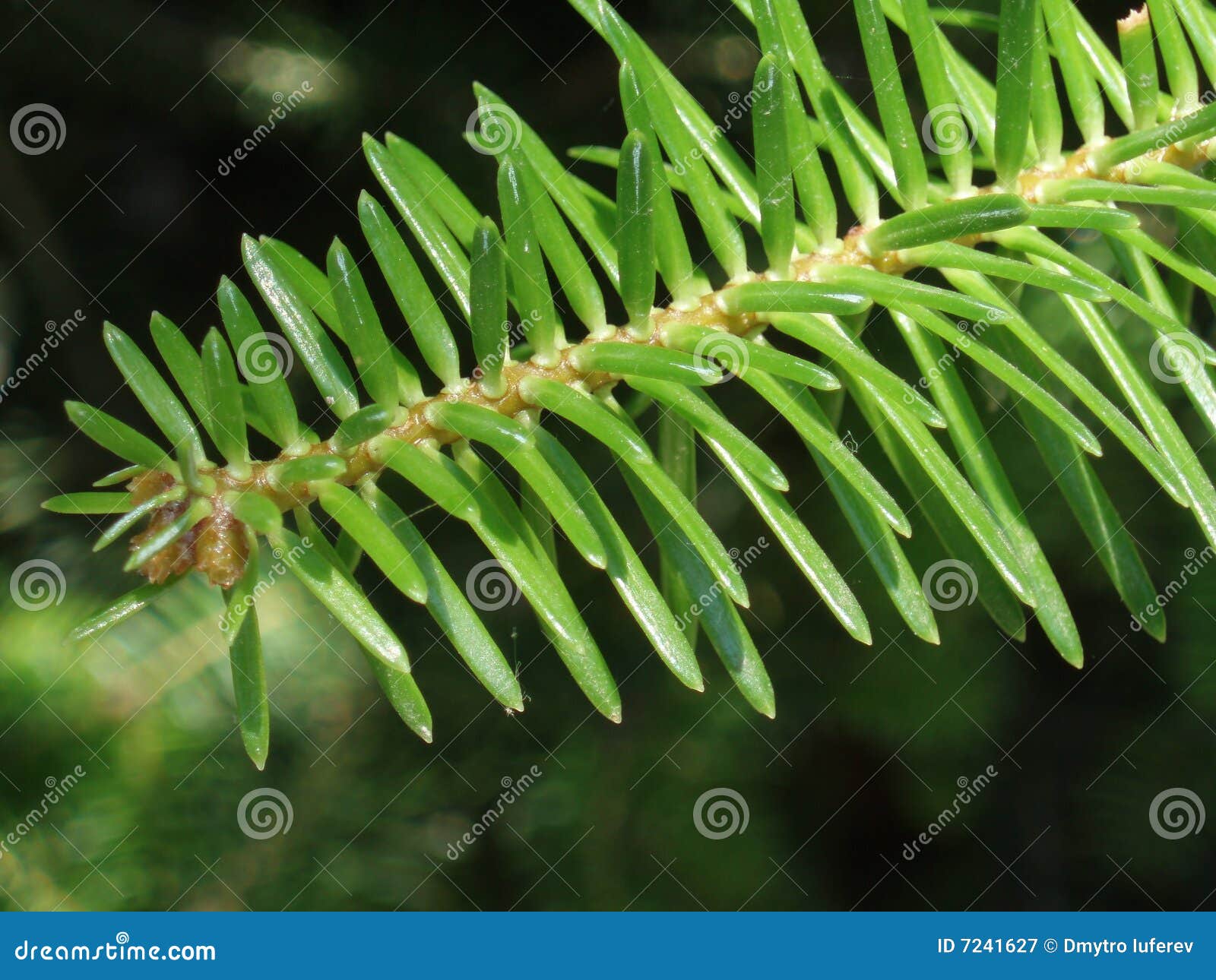 Spruce branch stock image. Image of green, forest, celebration - 7241627
