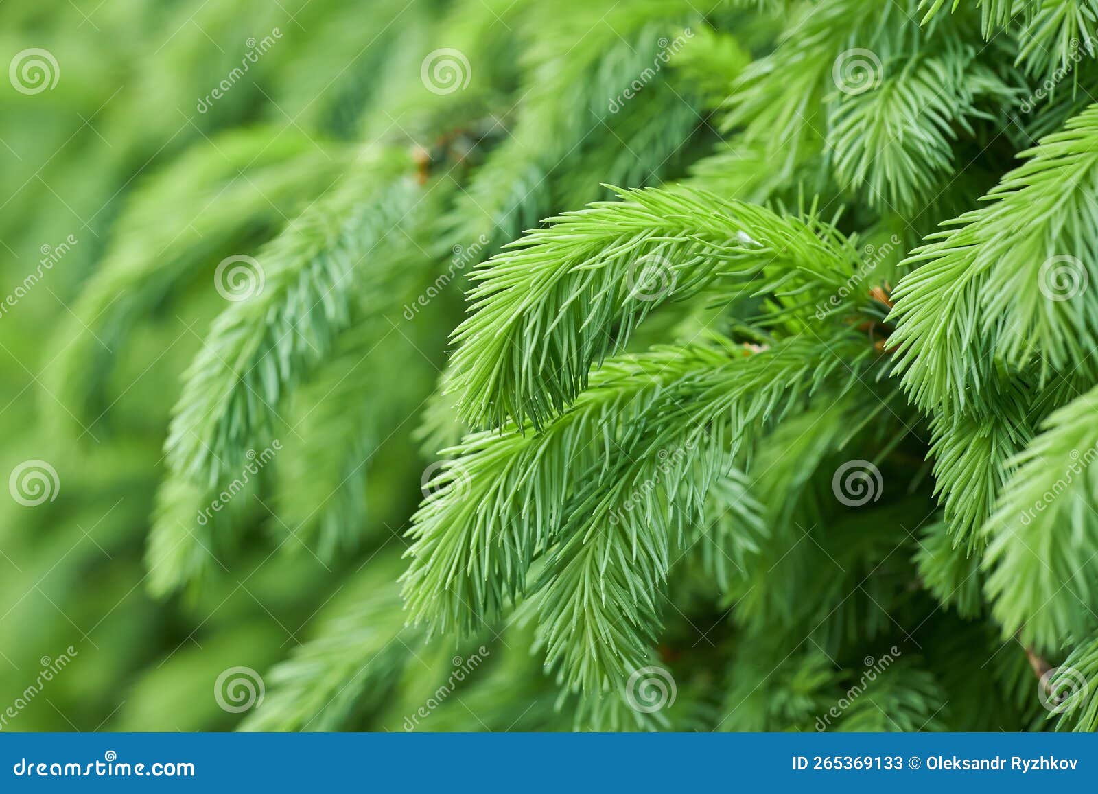 Spruce branch background stock image. Image of forest - 265369133