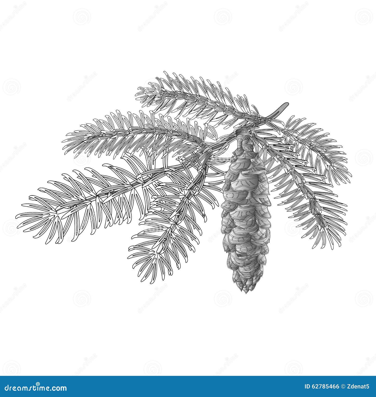 Spruce Branch with Cone As Vintage Engraving Vector Stock Vector ...
