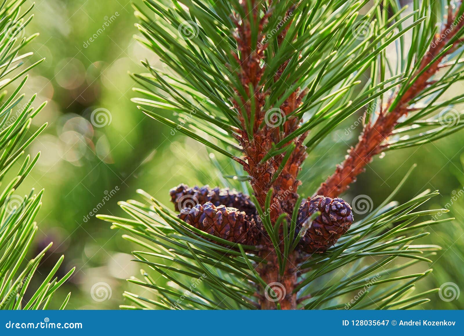 Bump on spruce branch stock image. Image of macro, color - 128035647