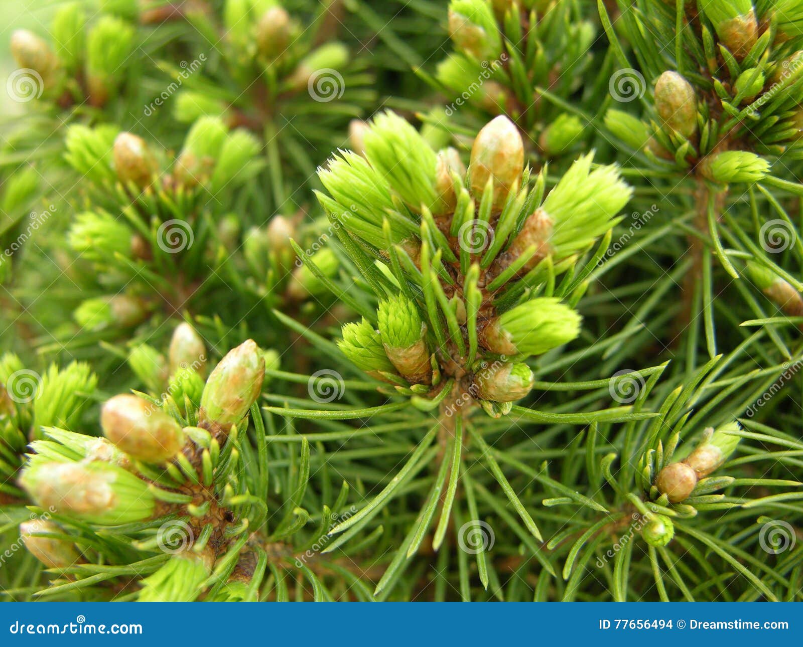 Spruce Branch with Fresh Sprouts Stock Photo - Image of softwood, flora ...