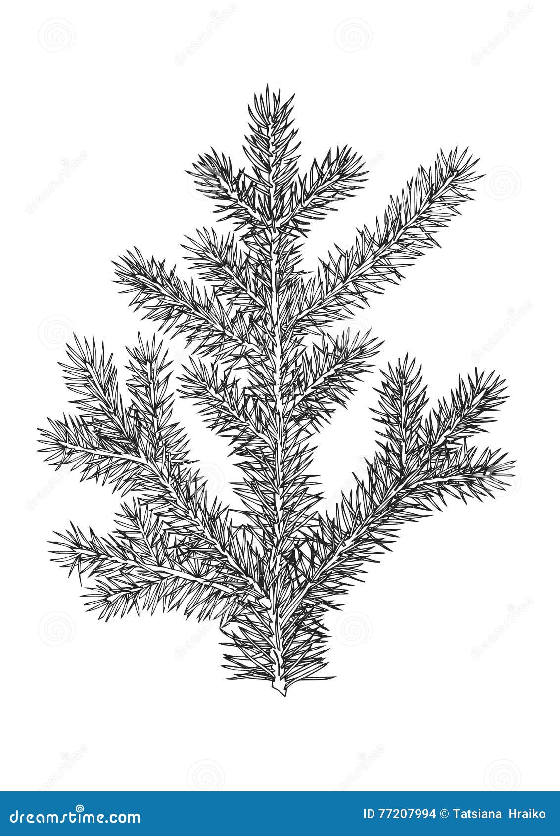 Spruce Branch. Hand Drawing. Botanical Illustration. Stock Vector ...