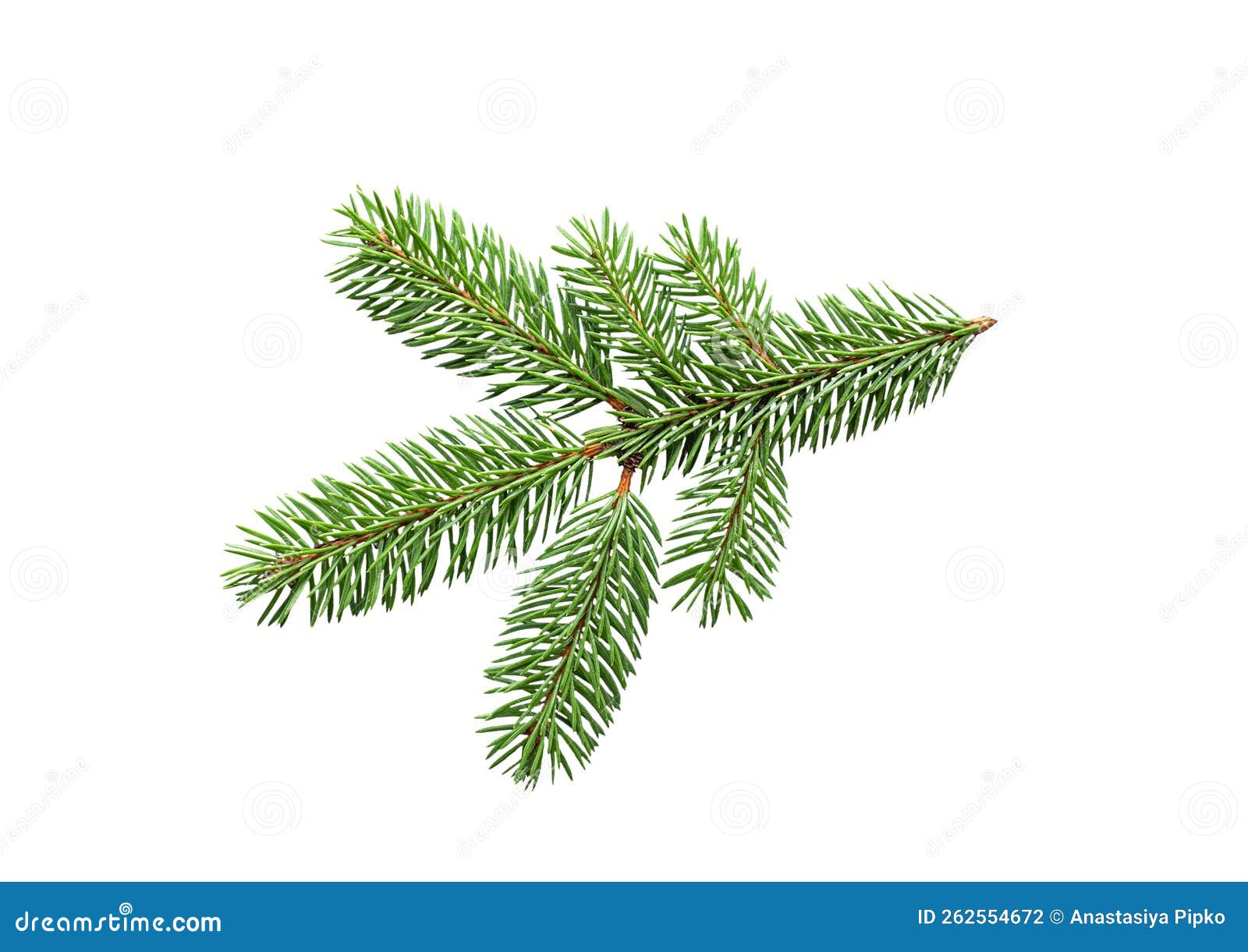Spruce Branch Isolated on Clean White Background Stock Photo - Image of ...