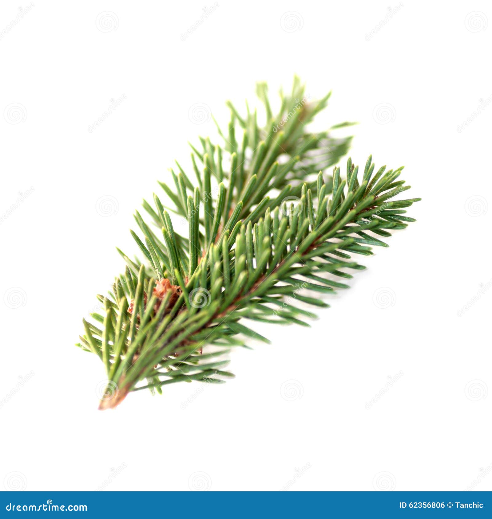 Spruce branch isolated stock photo. Image of background - 62356806