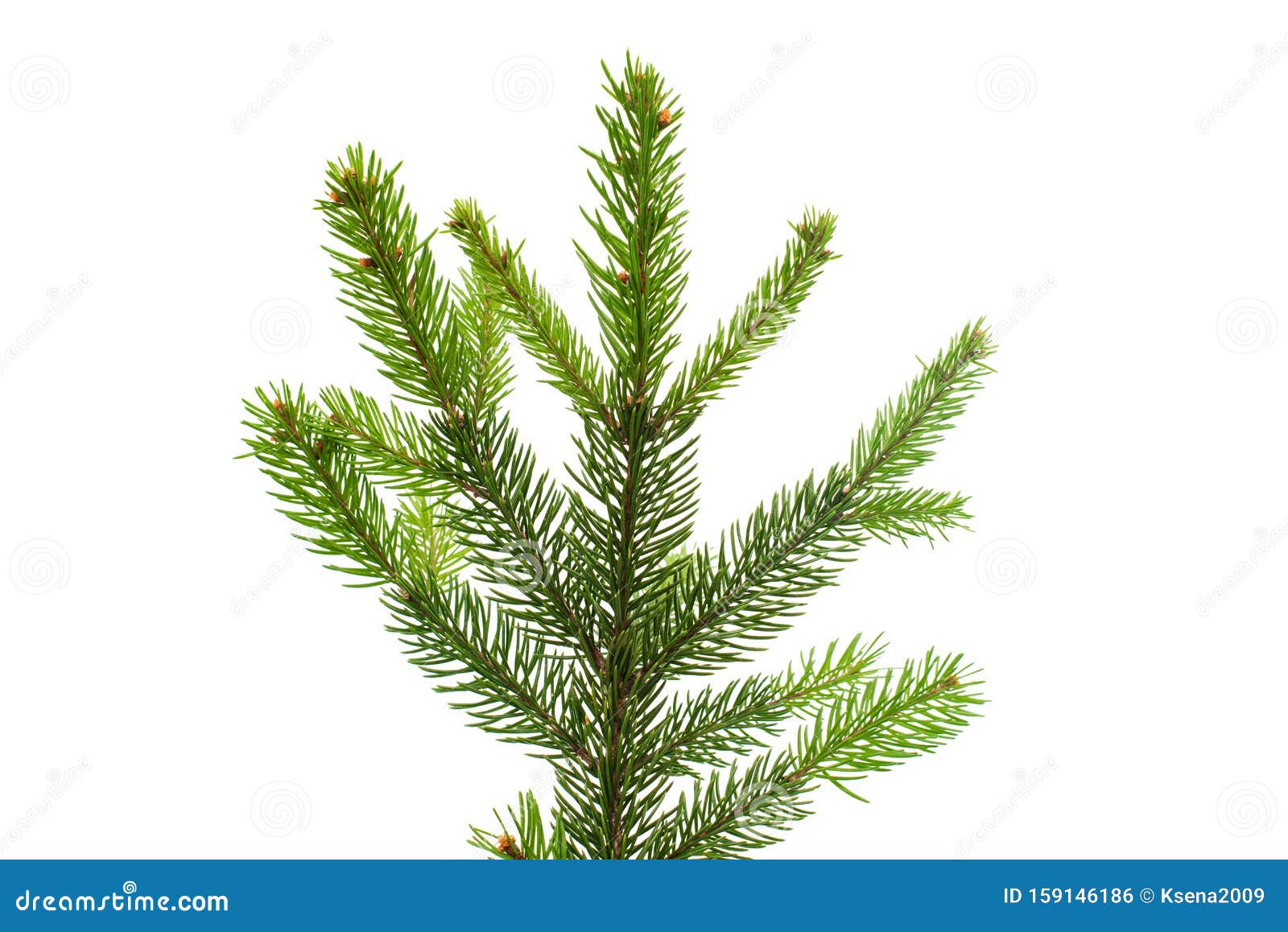 Spruce branch isolated stock photo. Image of green, evergreen - 159146186