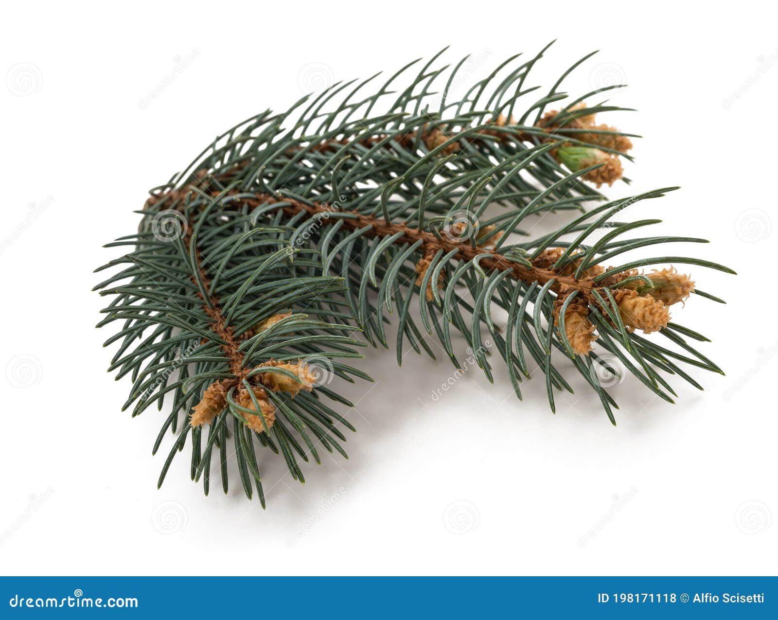 Spruce branch stock photo. Image of evergreen, white - 198171118