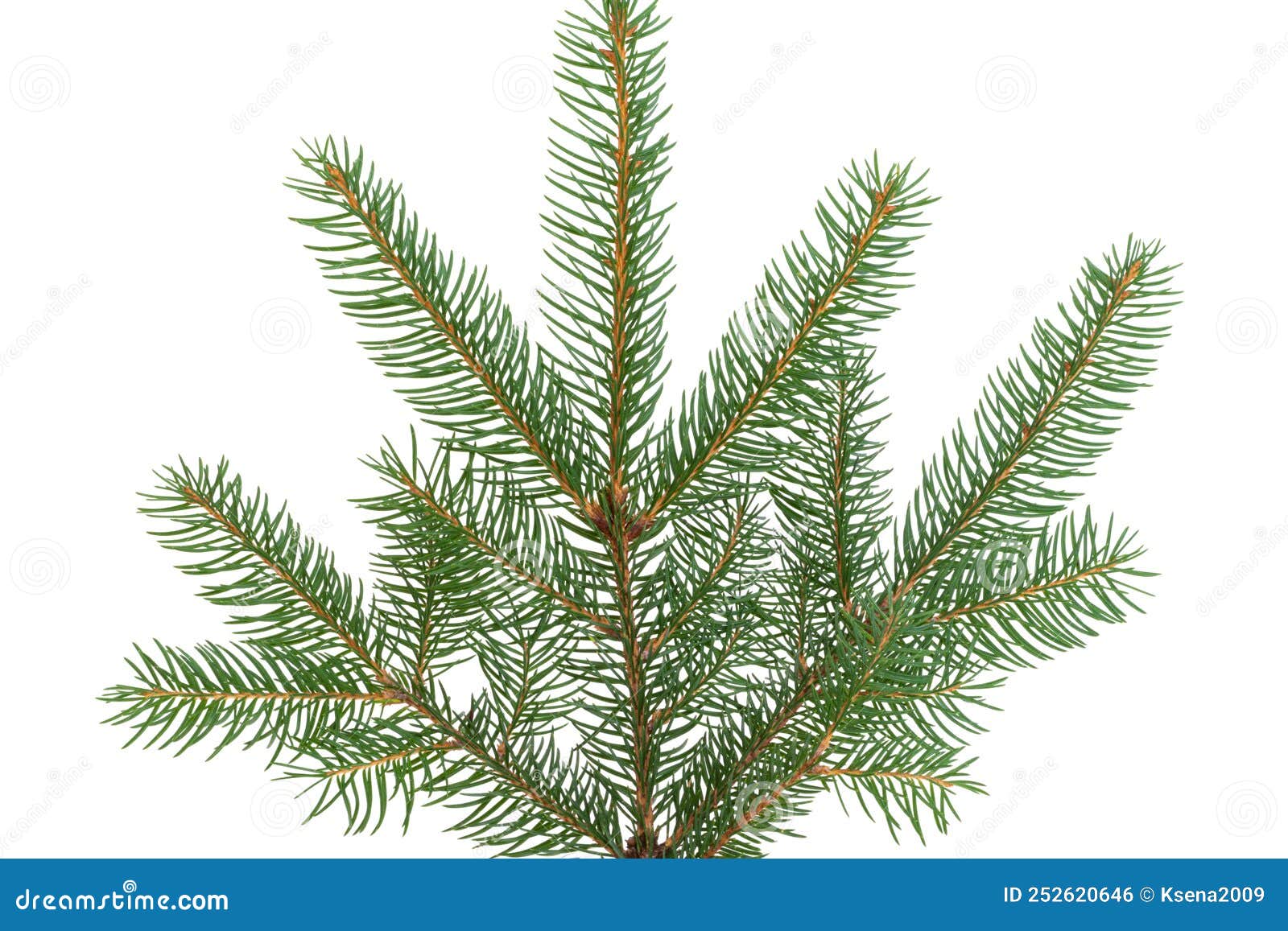 Spruce branch isolated stock photo. Image of decoration - 252620646