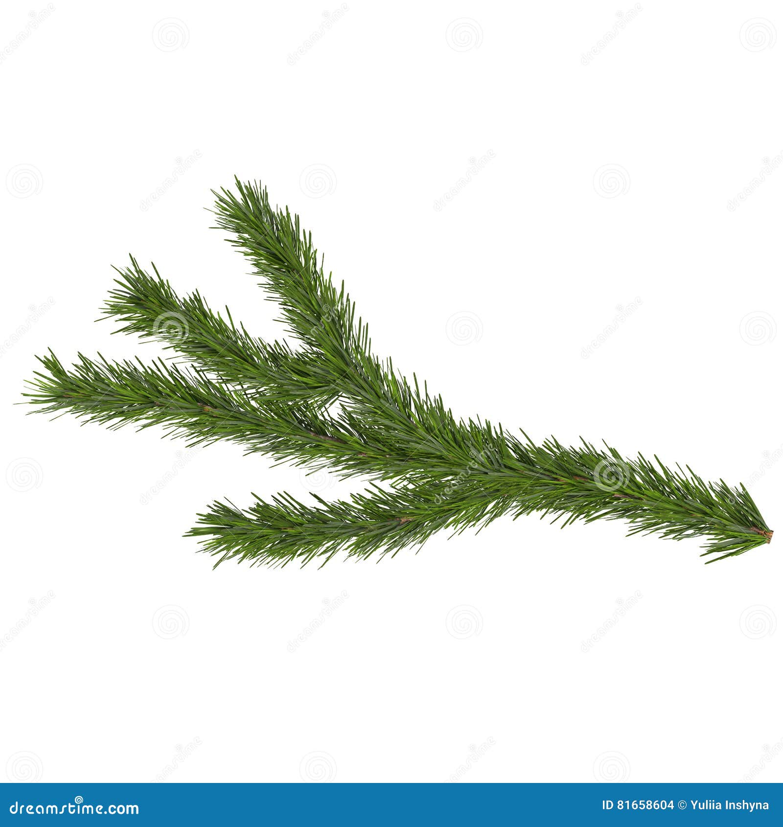 Spruce Branch, Isolated on White Background Stock Illustration ...