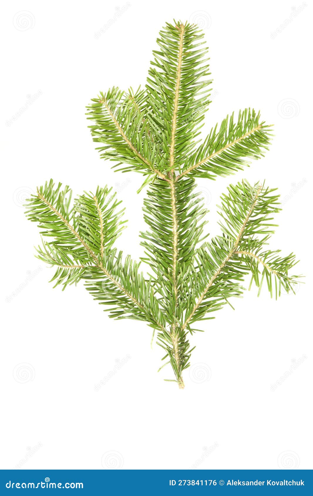 Spruce Branch Isolated on White Background. High Resolution Photo Stock ...