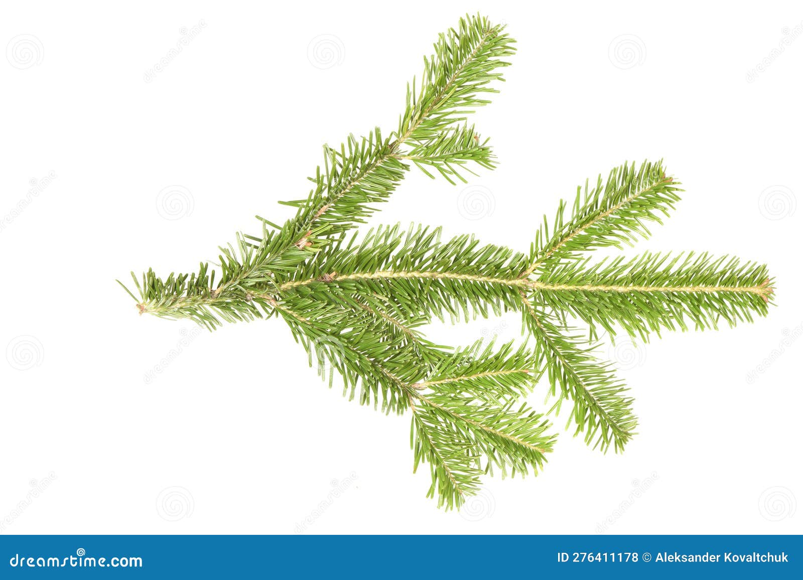 Spruce Branch Isolated on White Background. High Resolution Photo Stock ...
