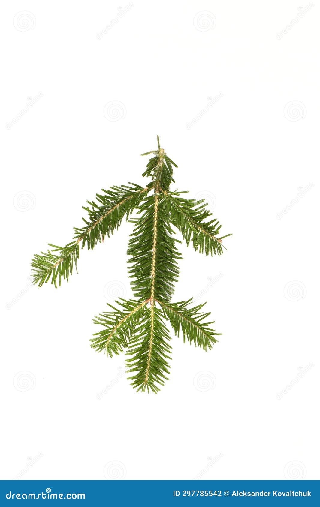 Spruce Branch Isolated on White Background. High Resolution Photo Stock ...