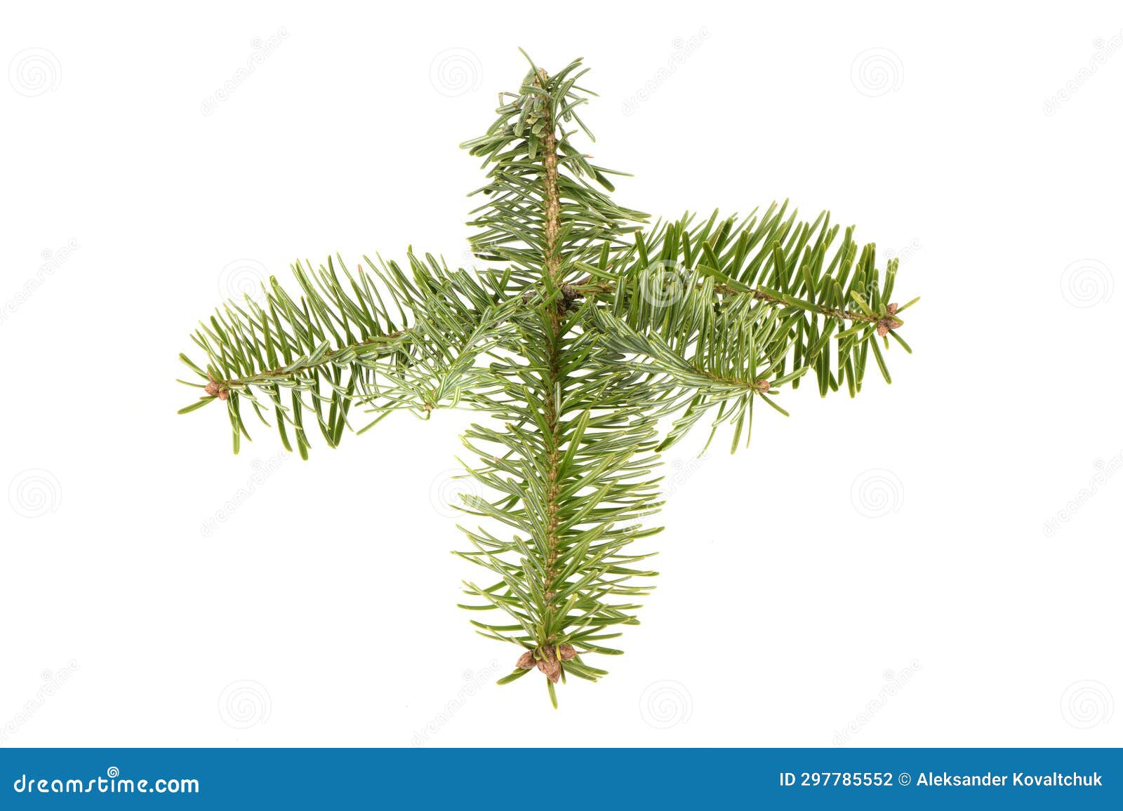 Spruce Branch Isolated on White Background. High Resolution Photo Stock ...