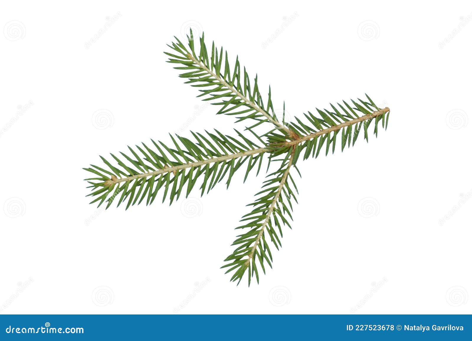 Spruce Branch Isolated on a White Background with a Path for Pruning ...