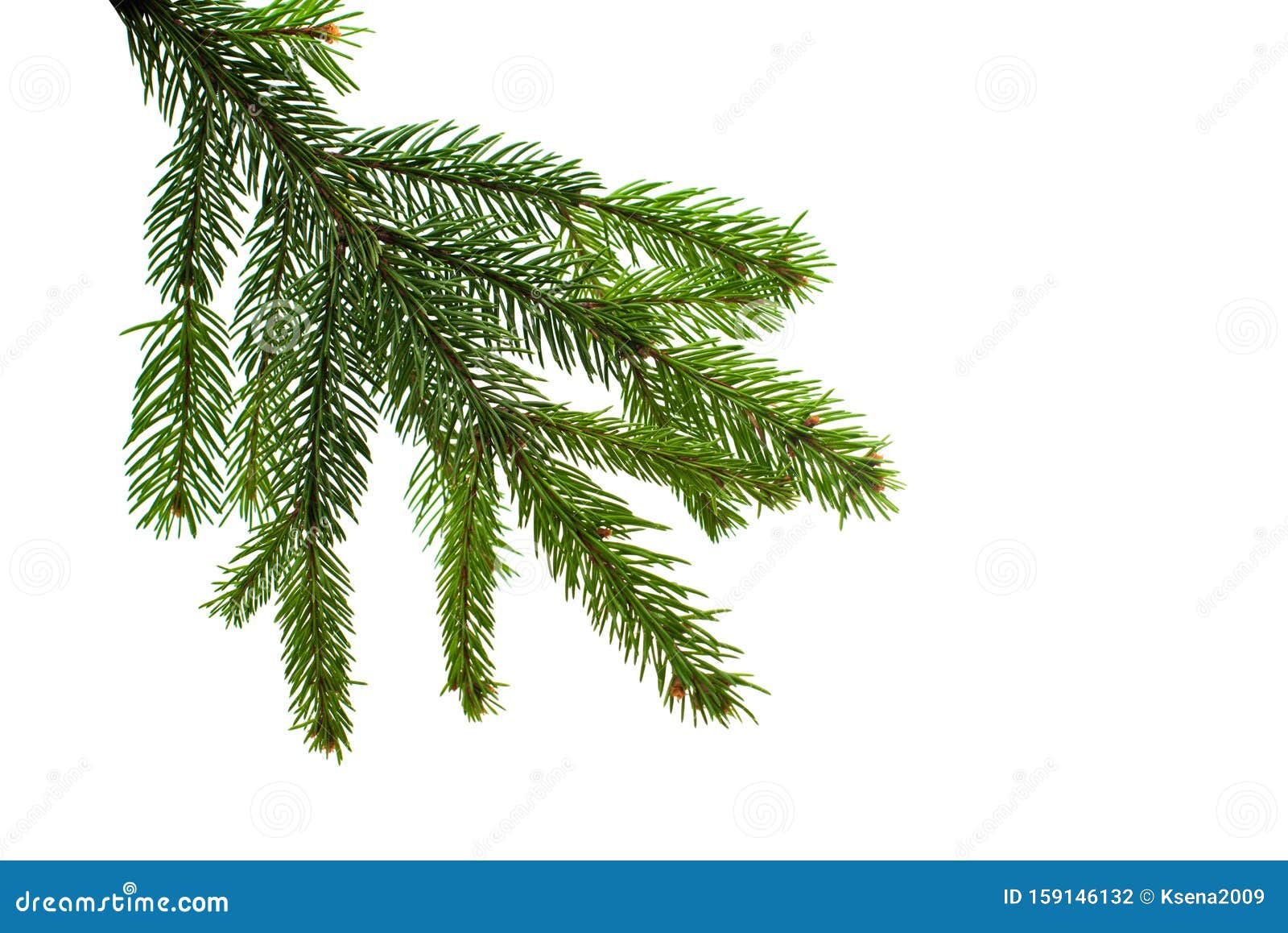 Spruce branch isolated stock photo. Image of white, tree - 159146132