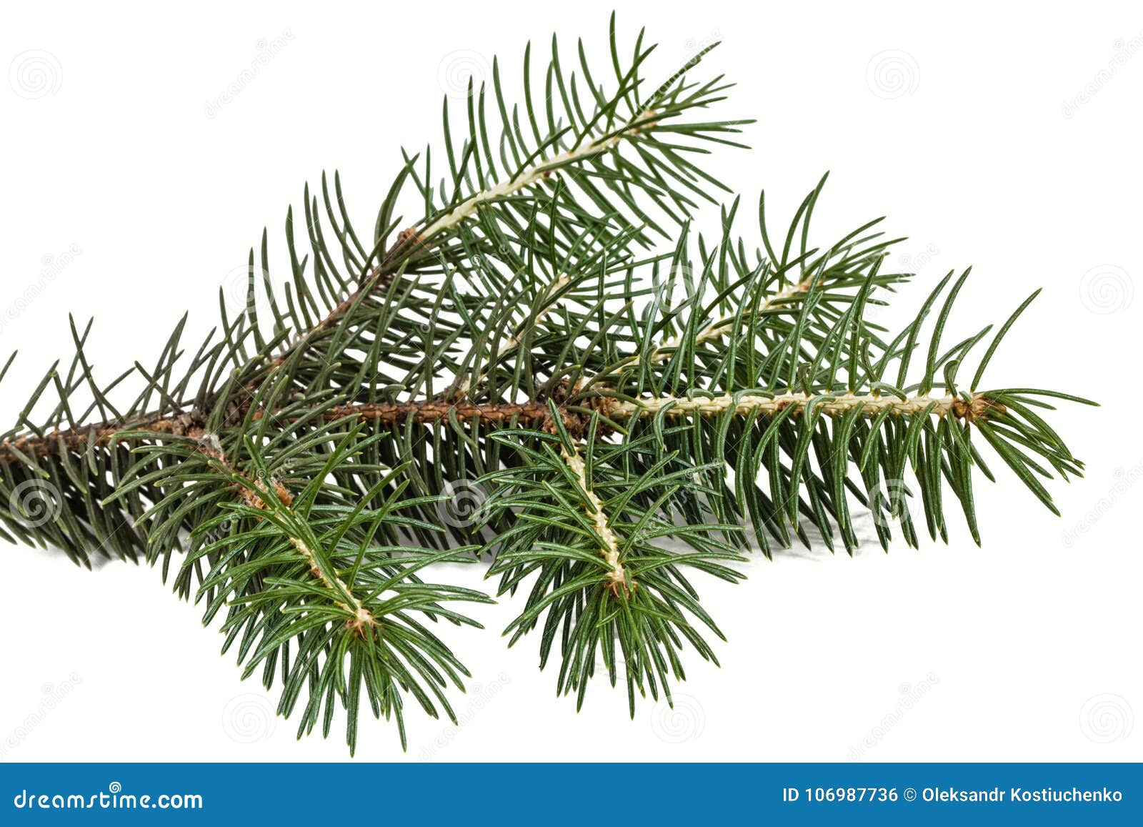 Spruce Branch, Isolated on White Background Stock Photo - Image of ...