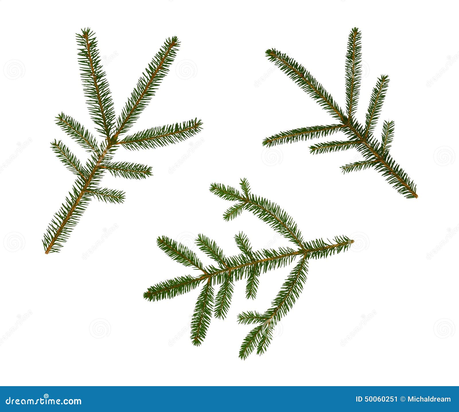 Spruce branch stock image. Image of natural, decoration - 50060251