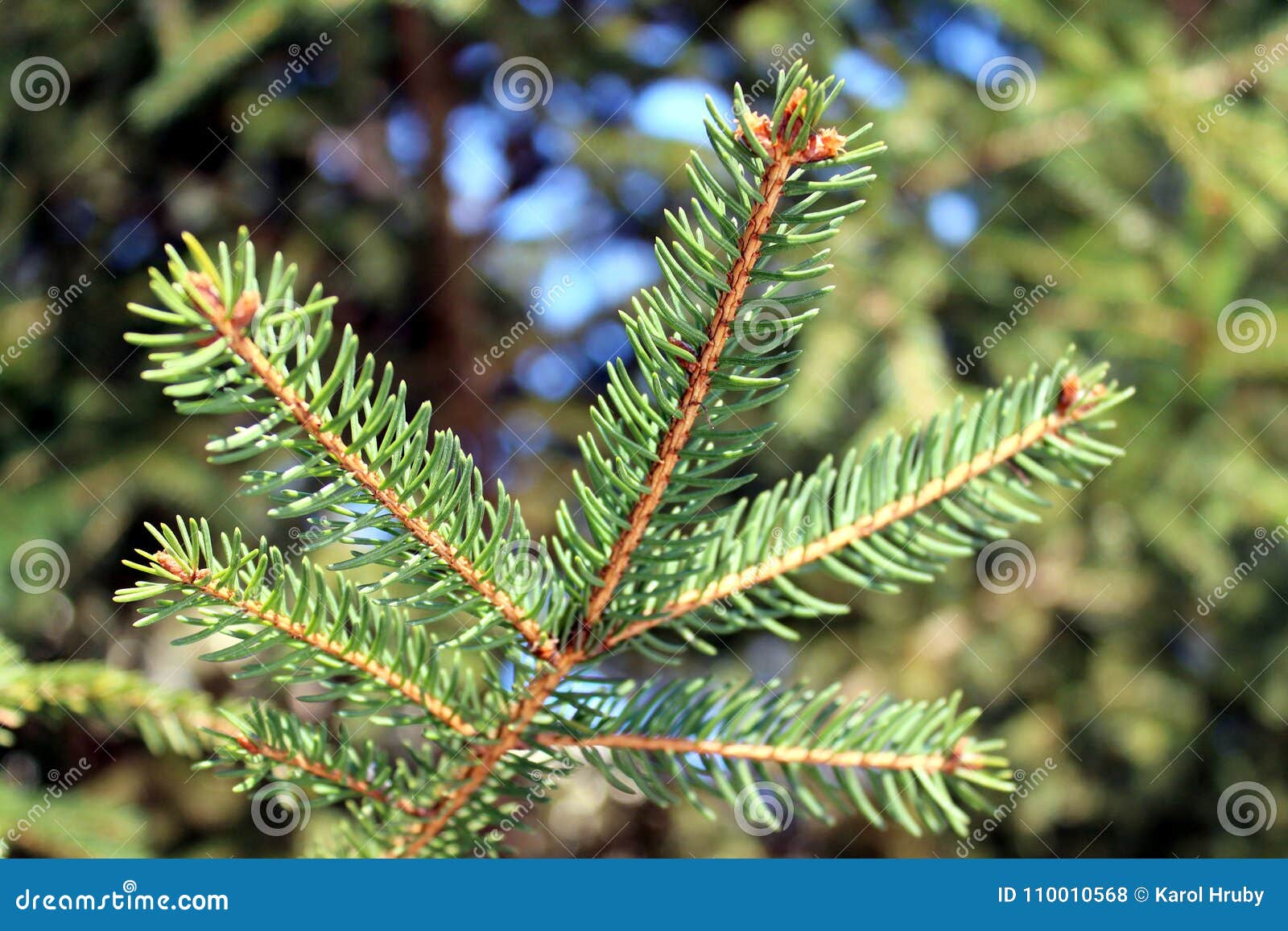 The Spruce Branch with Needles Stock Photo - Image of close, light ...