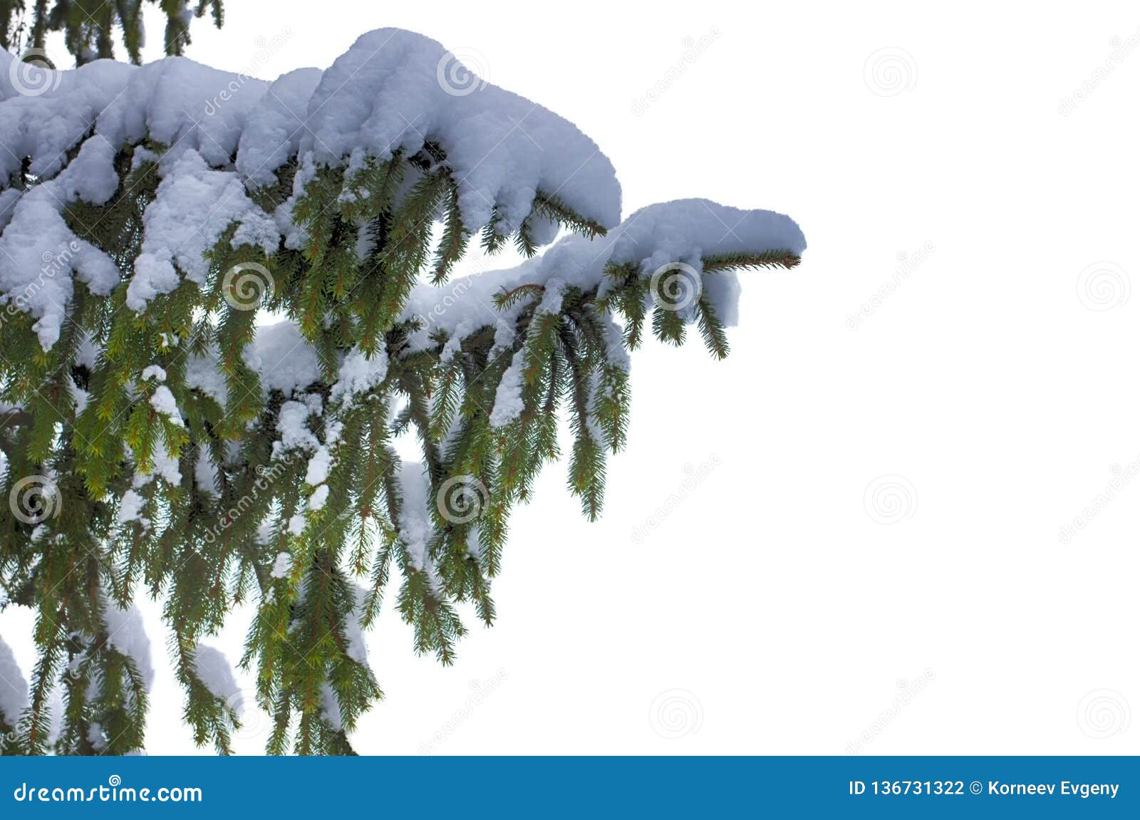 Spruce Branch. No Background, Isolated Object. Evergreen Stock Photo ...