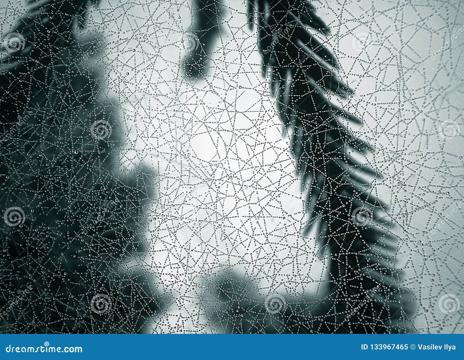 Spruce Branch with Spider Web Wet with Dew. Stock Image - Image of mist ...