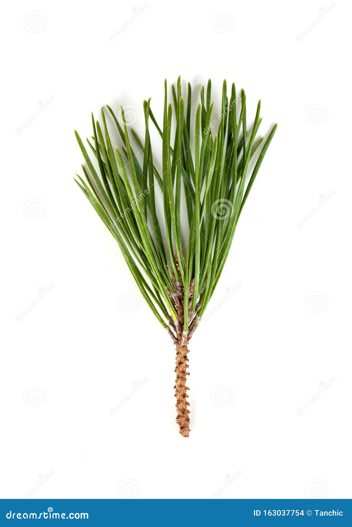 Spruce Branch,top View, Isolated on White Background Stock Photo ...