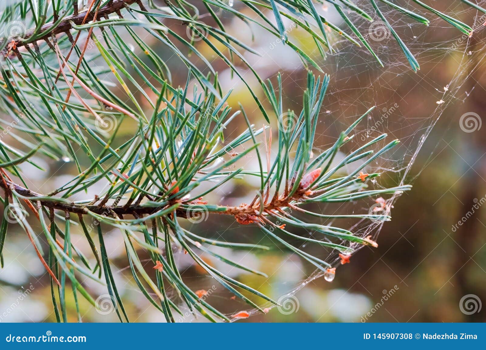 Cobweb on Pine Needles, Spruce Branch in the Web Stock Photo - Image of ...