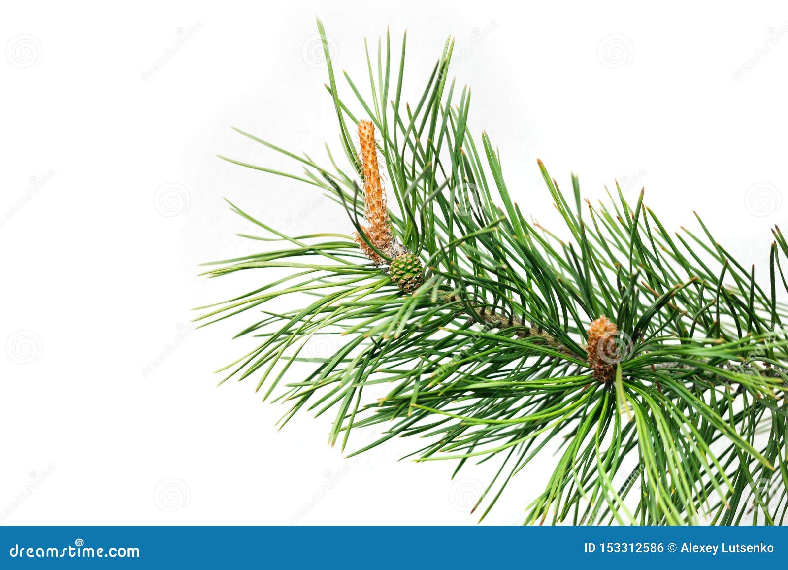 Young Cones On The Branches Of The Pond Pine Also Known As Pinus ...