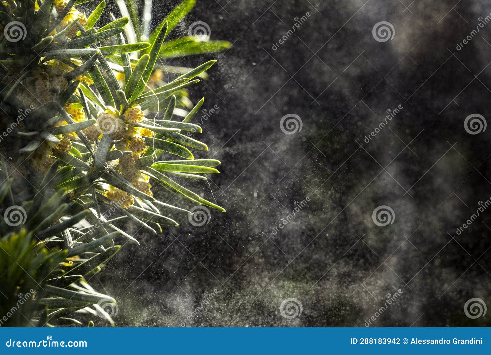 Flowering Yew Plant Releasing Pollen Stock Photo - Image of beauty ...